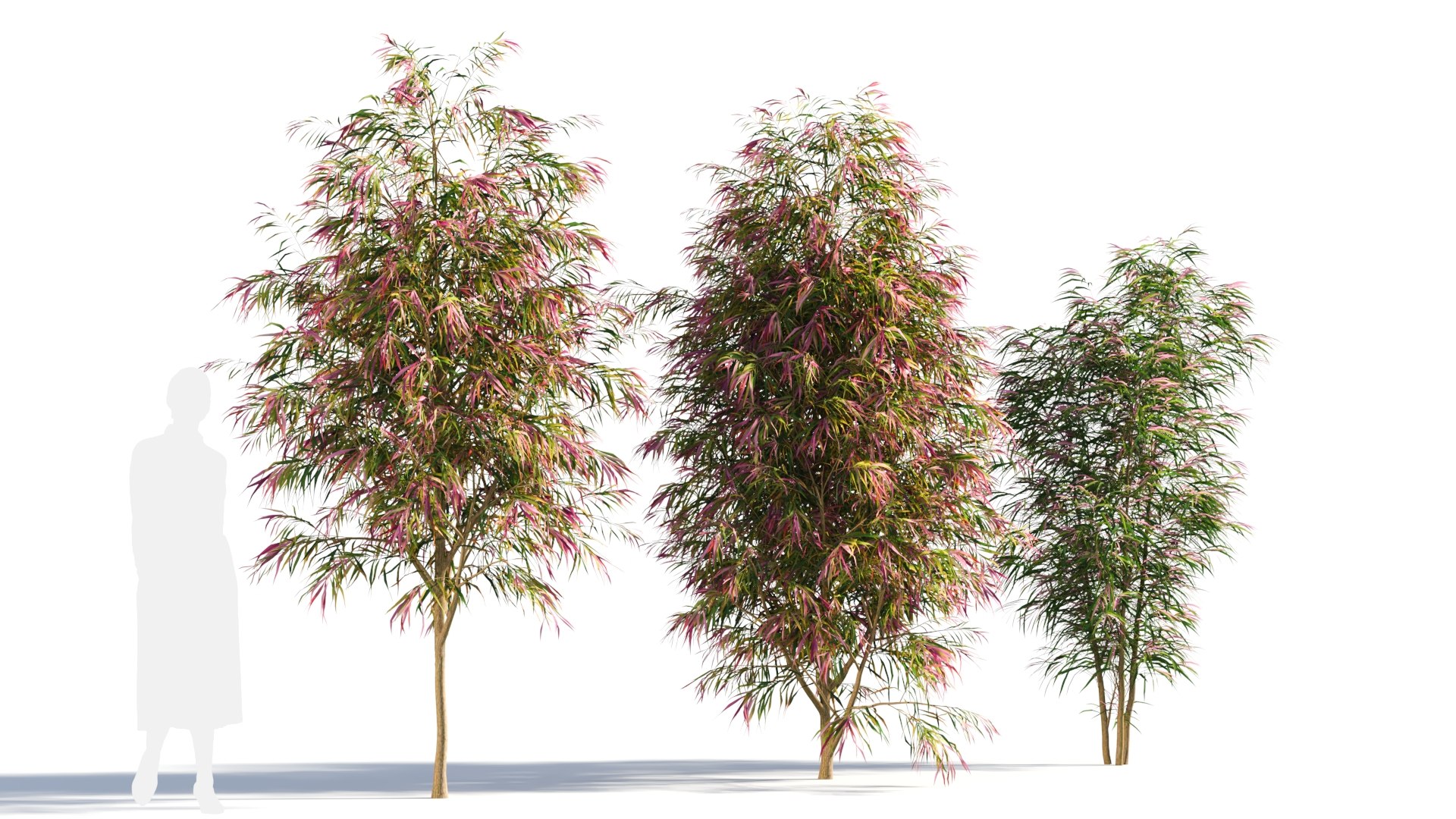 Burgundy Myrtle tree c 3D model - TurboSquid 2130724