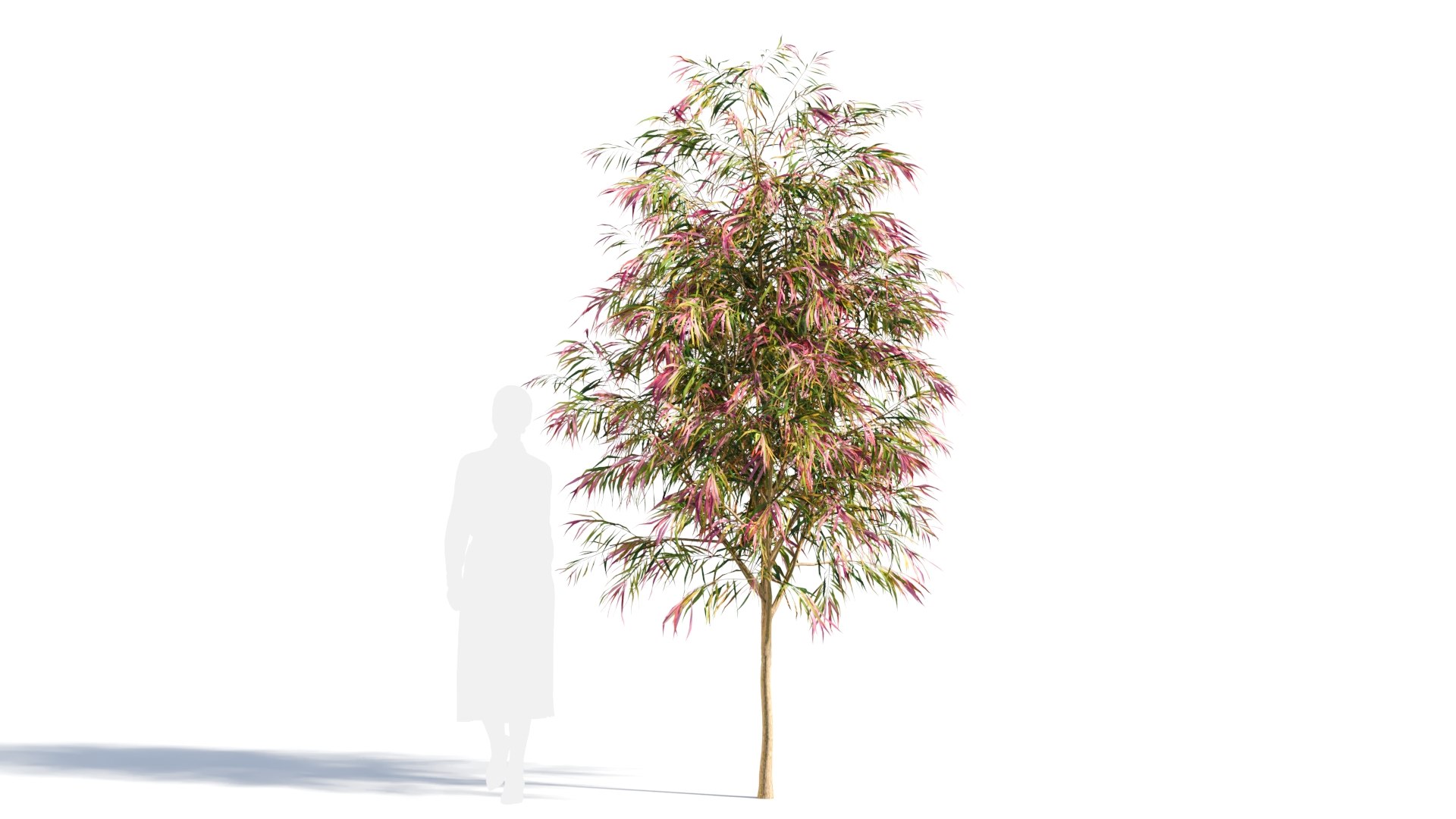Burgundy Myrtle tree c 3D model - TurboSquid 2130724