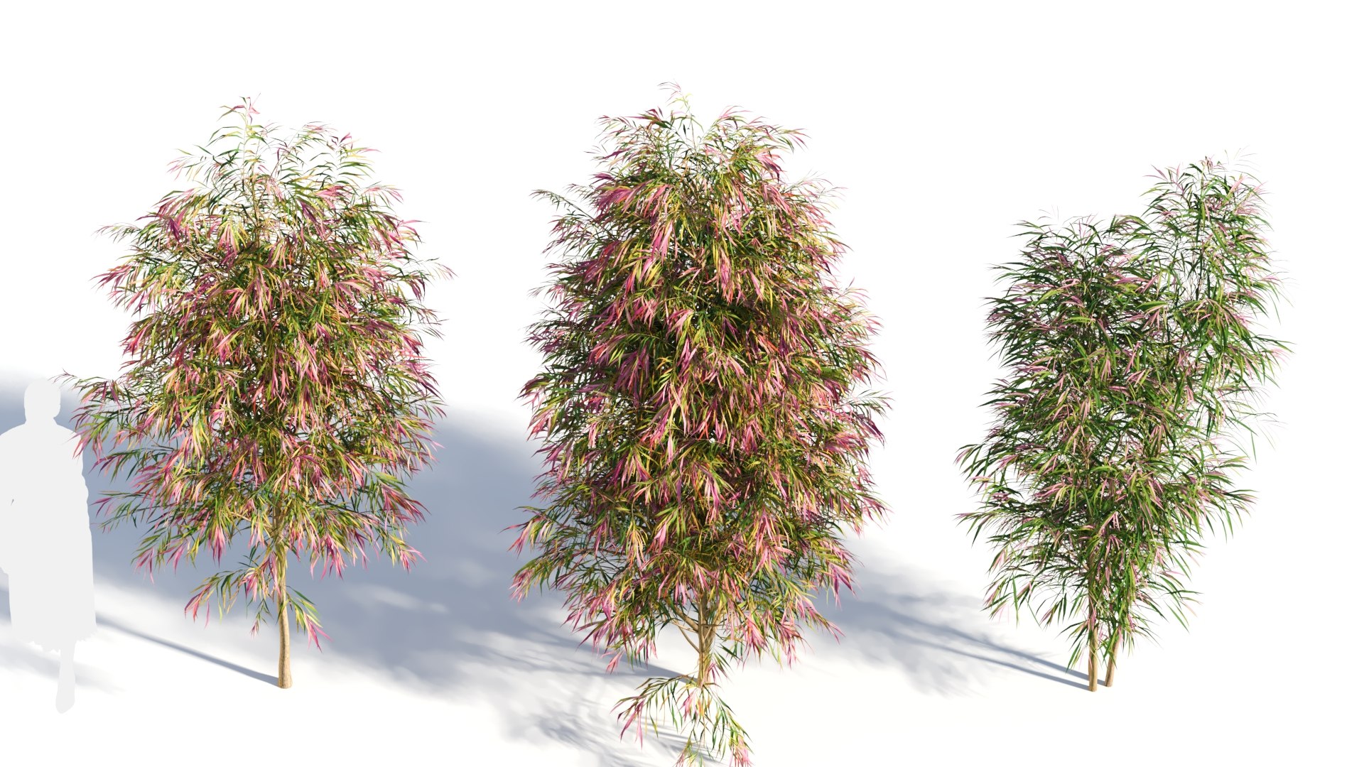 Burgundy Myrtle tree c 3D model - TurboSquid 2130724