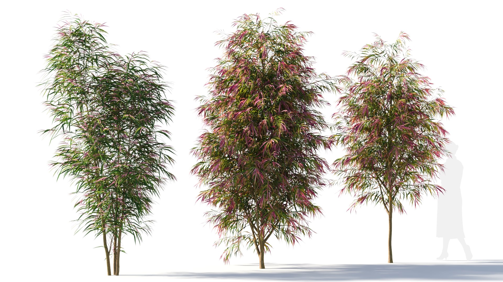 Burgundy Myrtle tree c 3D model - TurboSquid 2130724