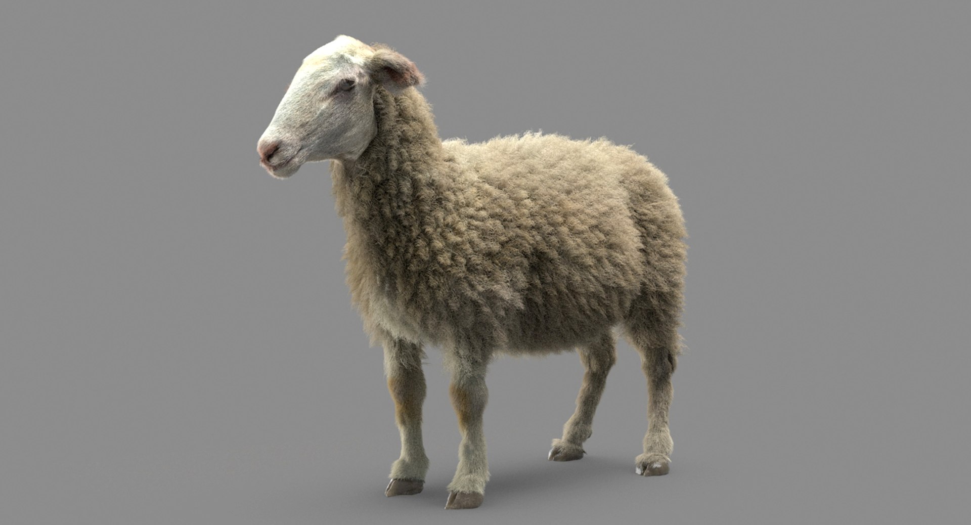 3d Sheep