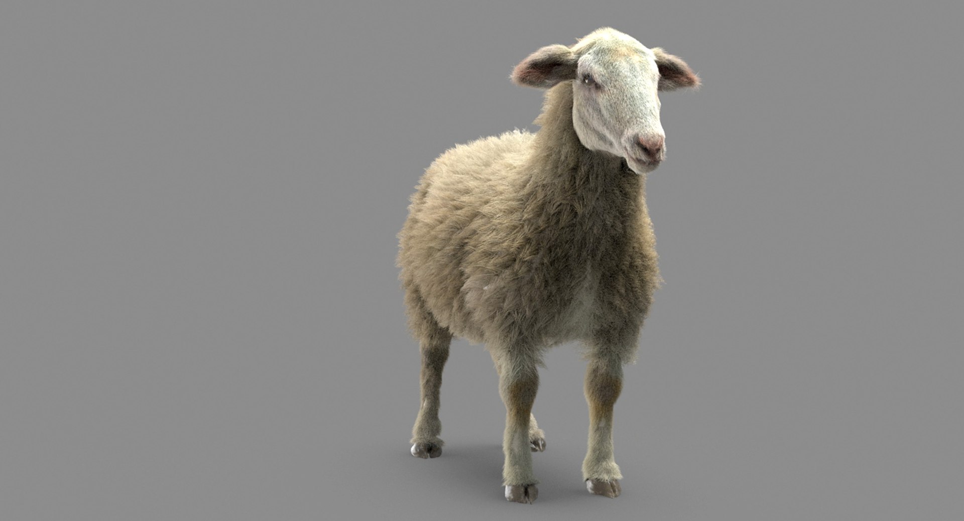 3d Sheep