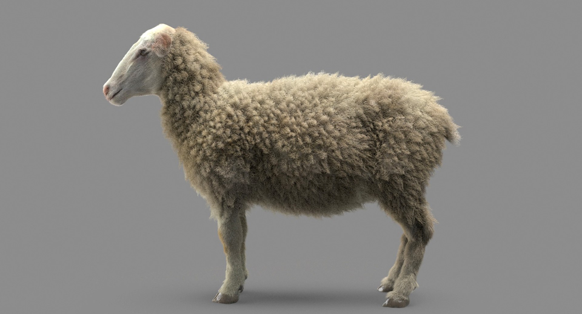 3d Sheep