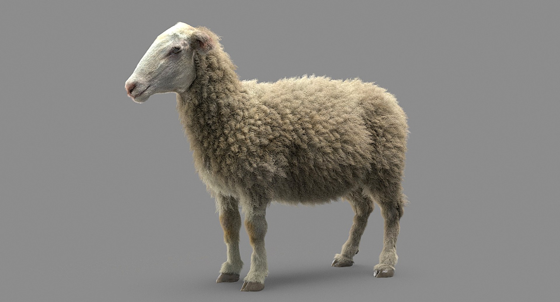 3d Sheep