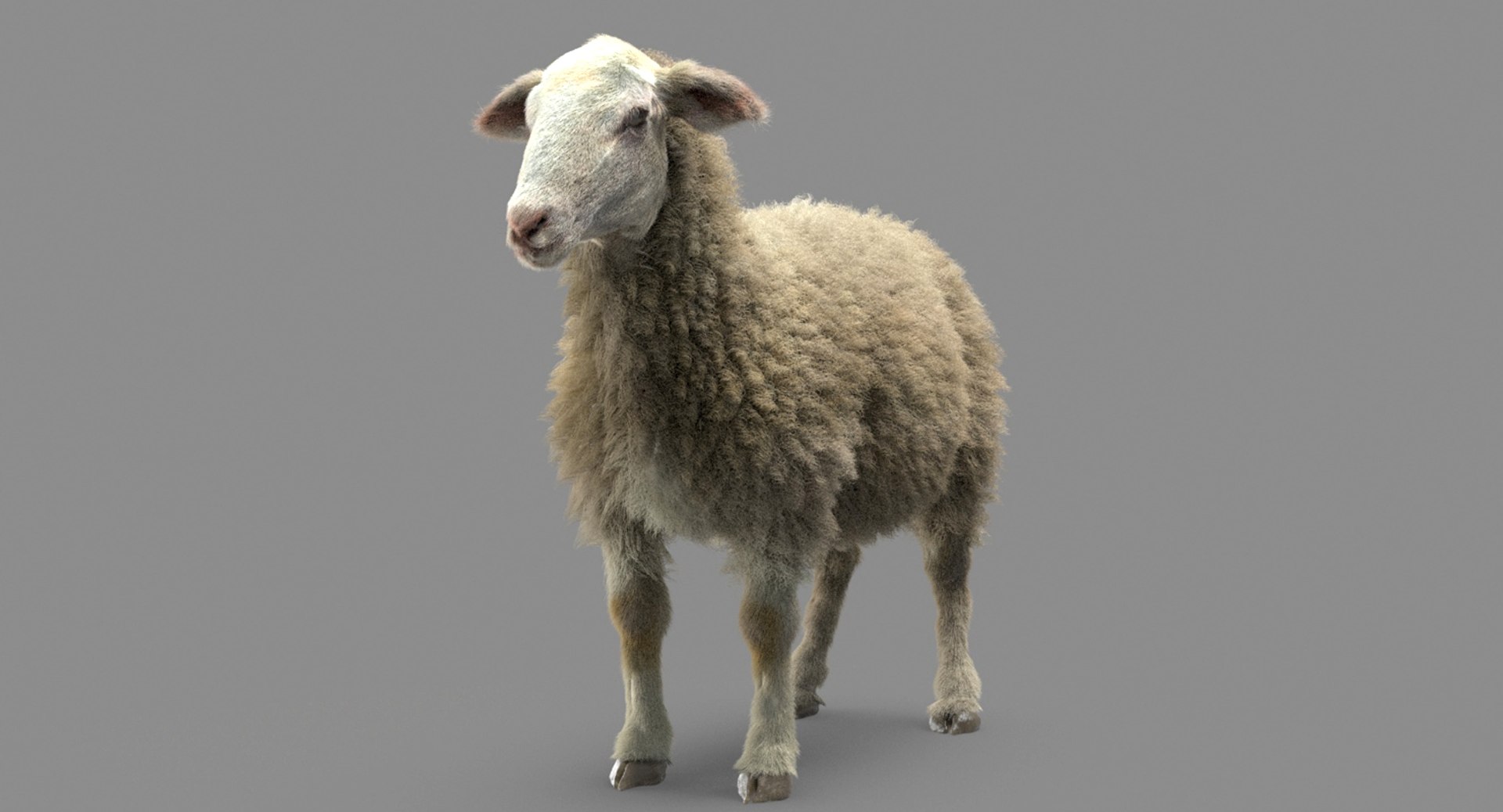 3d Sheep