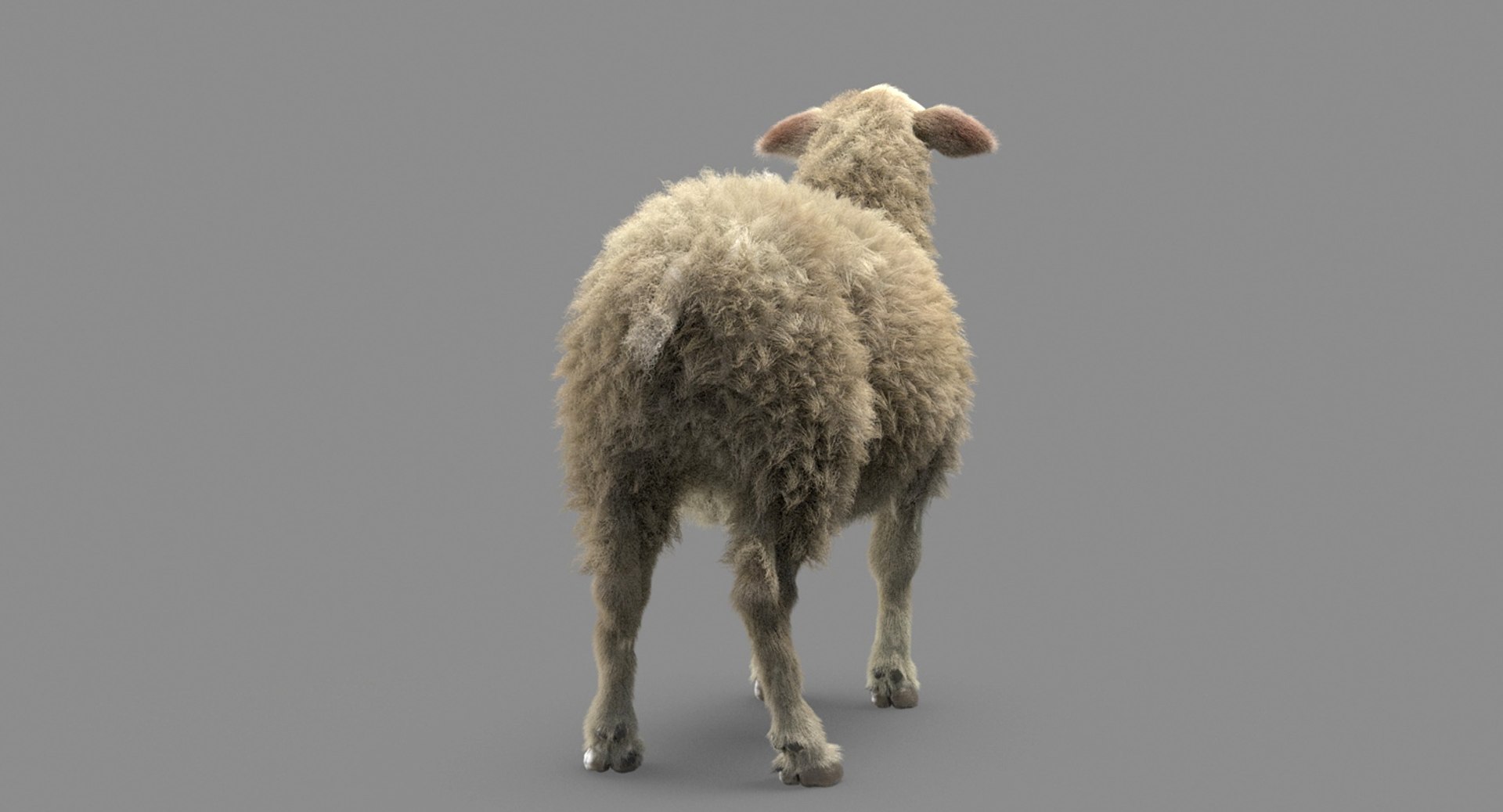 3d Sheep