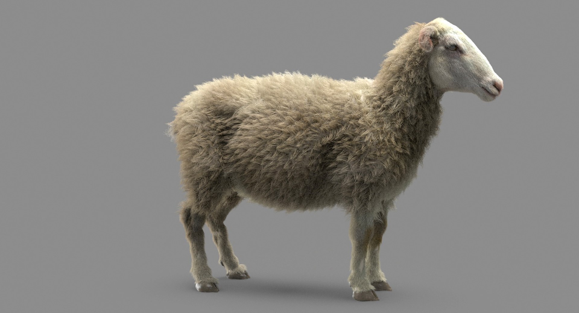 3d Sheep