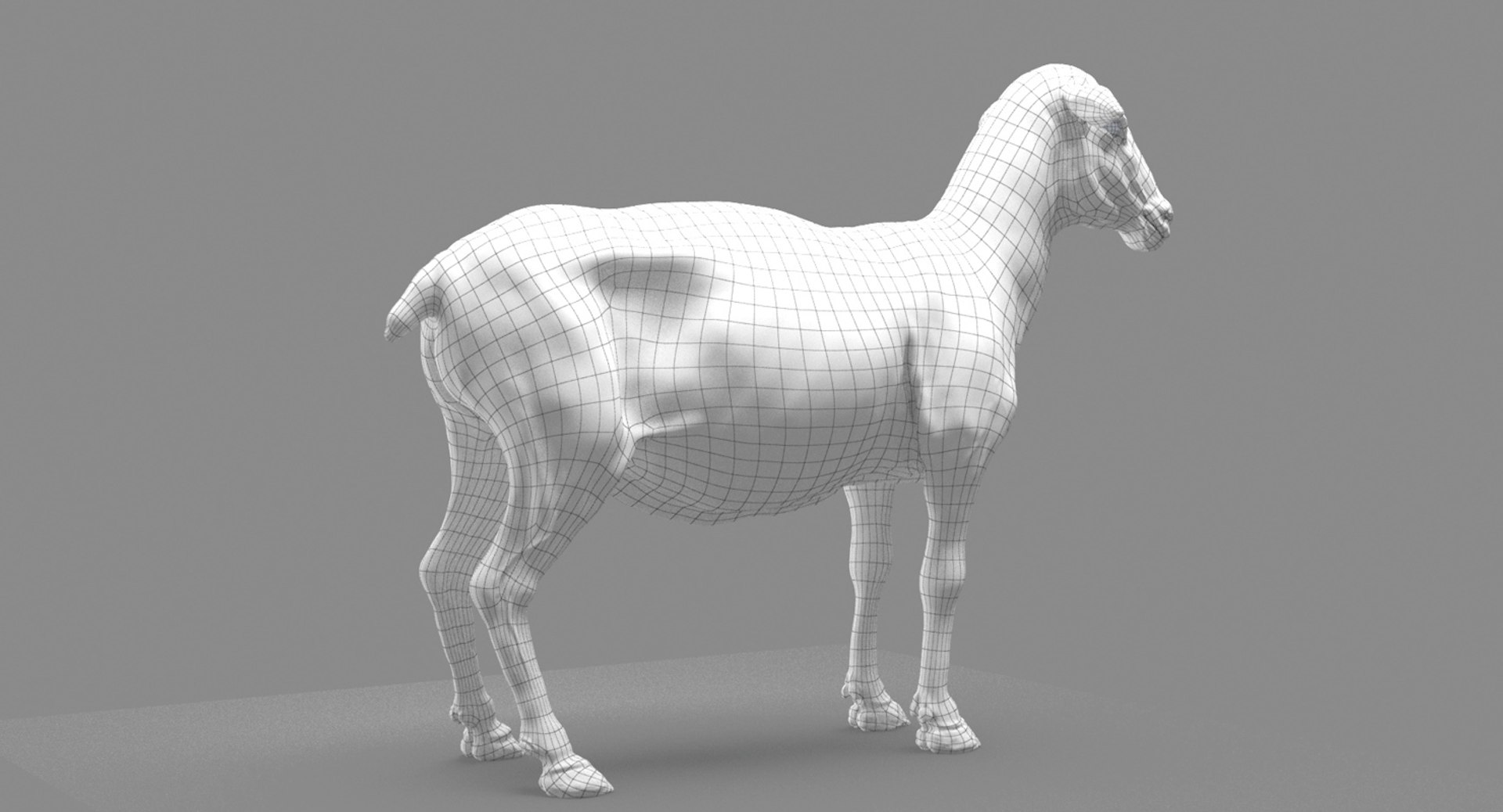 3d Sheep