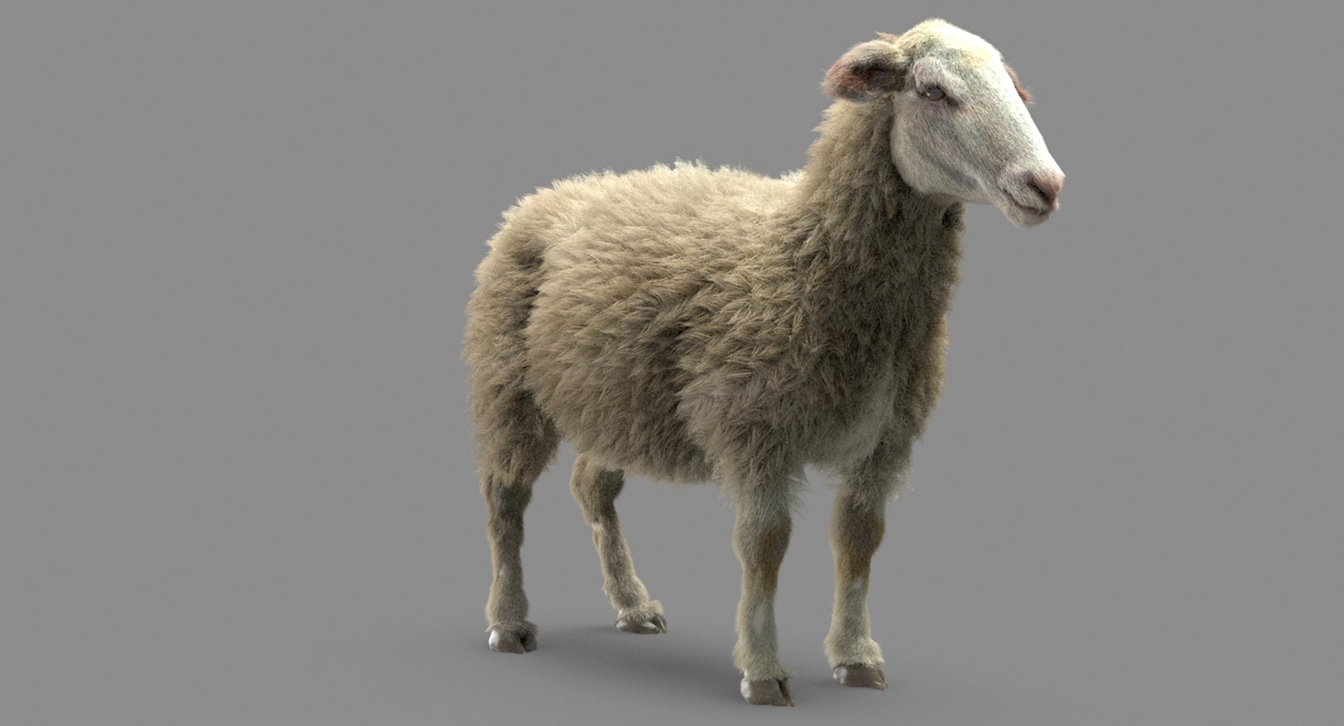 3d Sheep