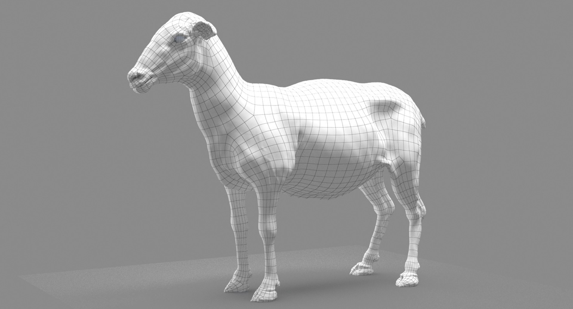 3d Sheep