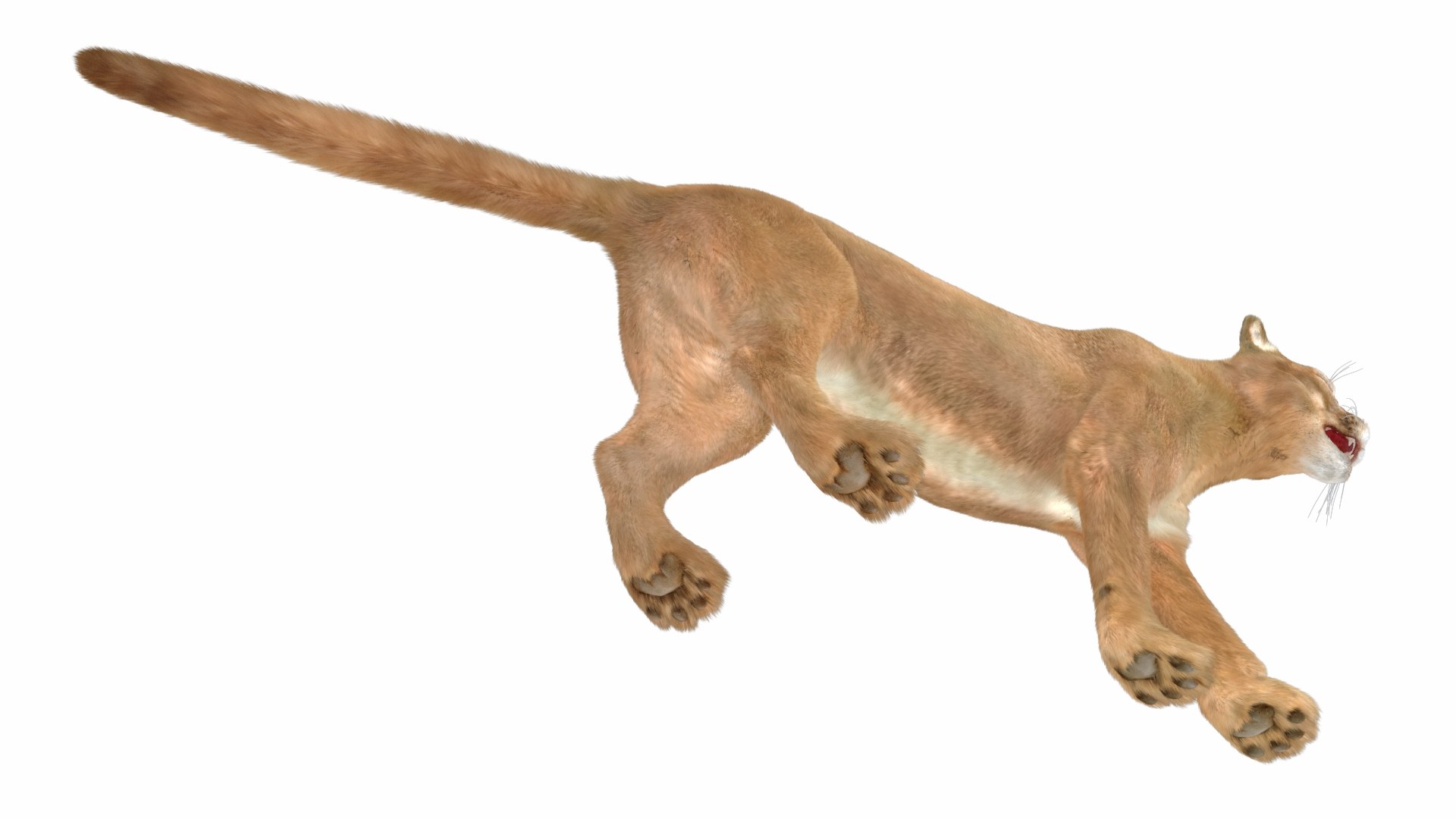 Snarling Puma Fur 3D - TurboSquid 2238919