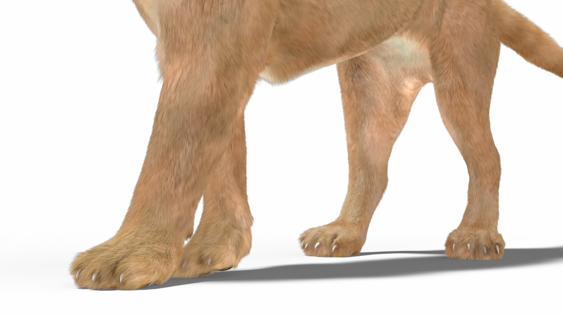 Snarling Puma Fur 3D - TurboSquid 2238919