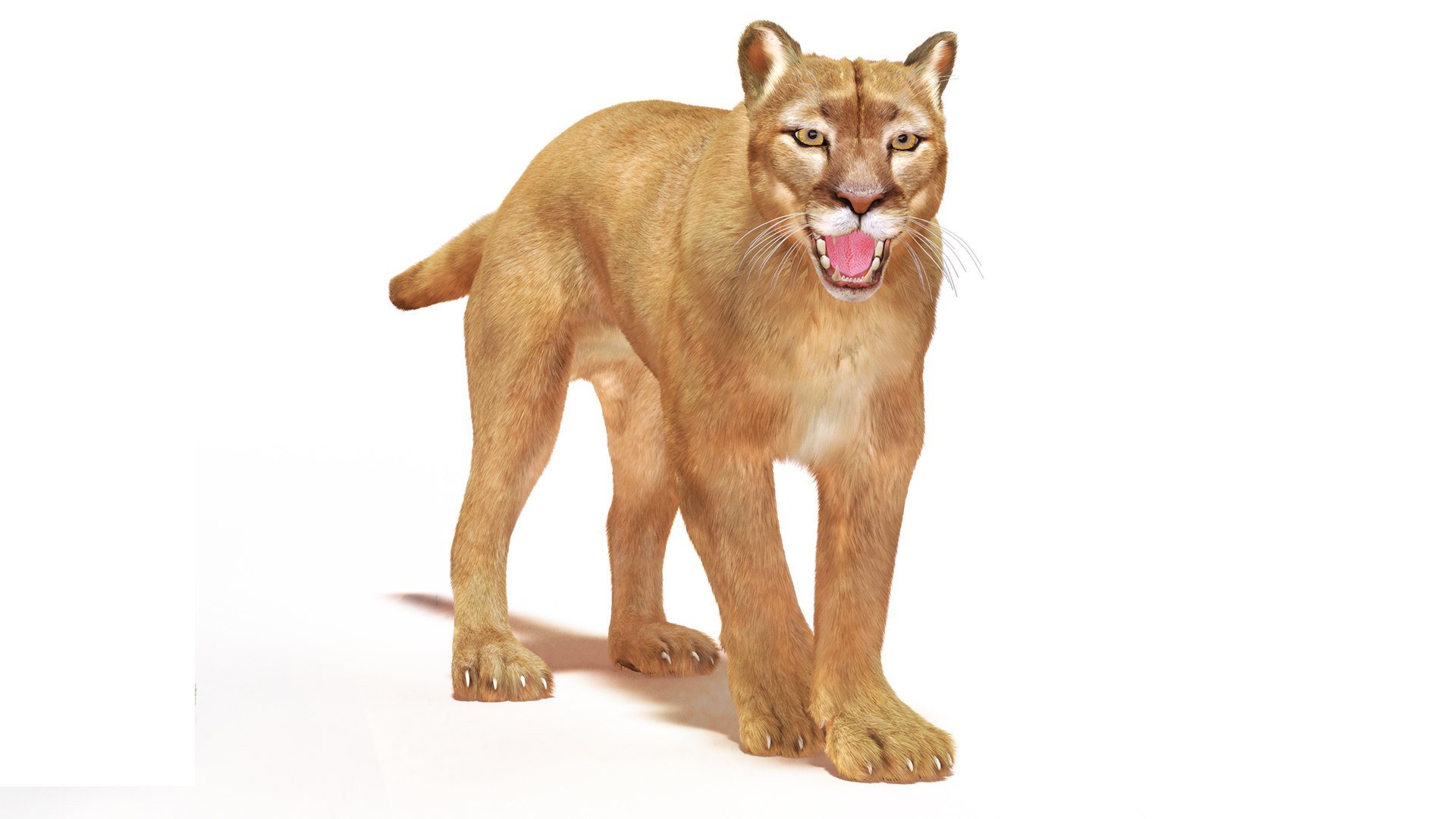 manimal puma