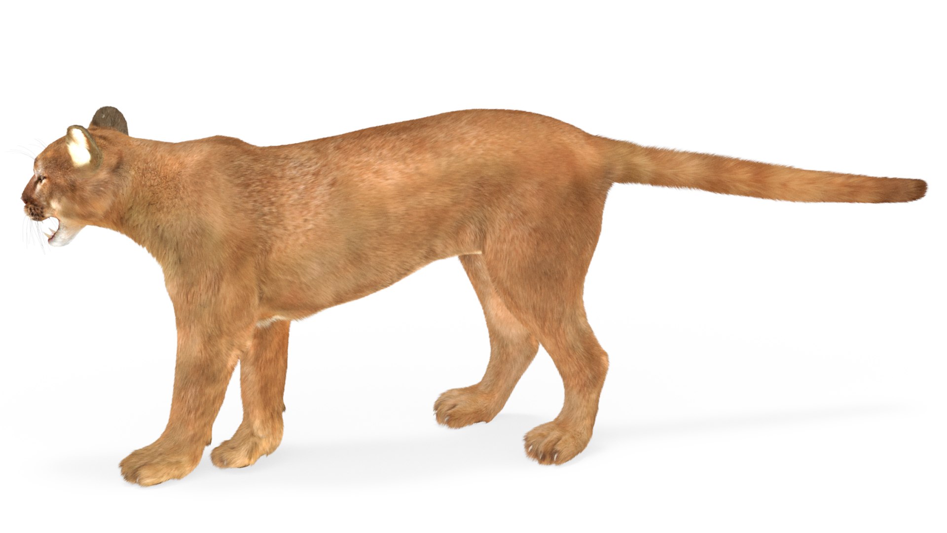 Snarling Puma Fur 3D - TurboSquid 2238919