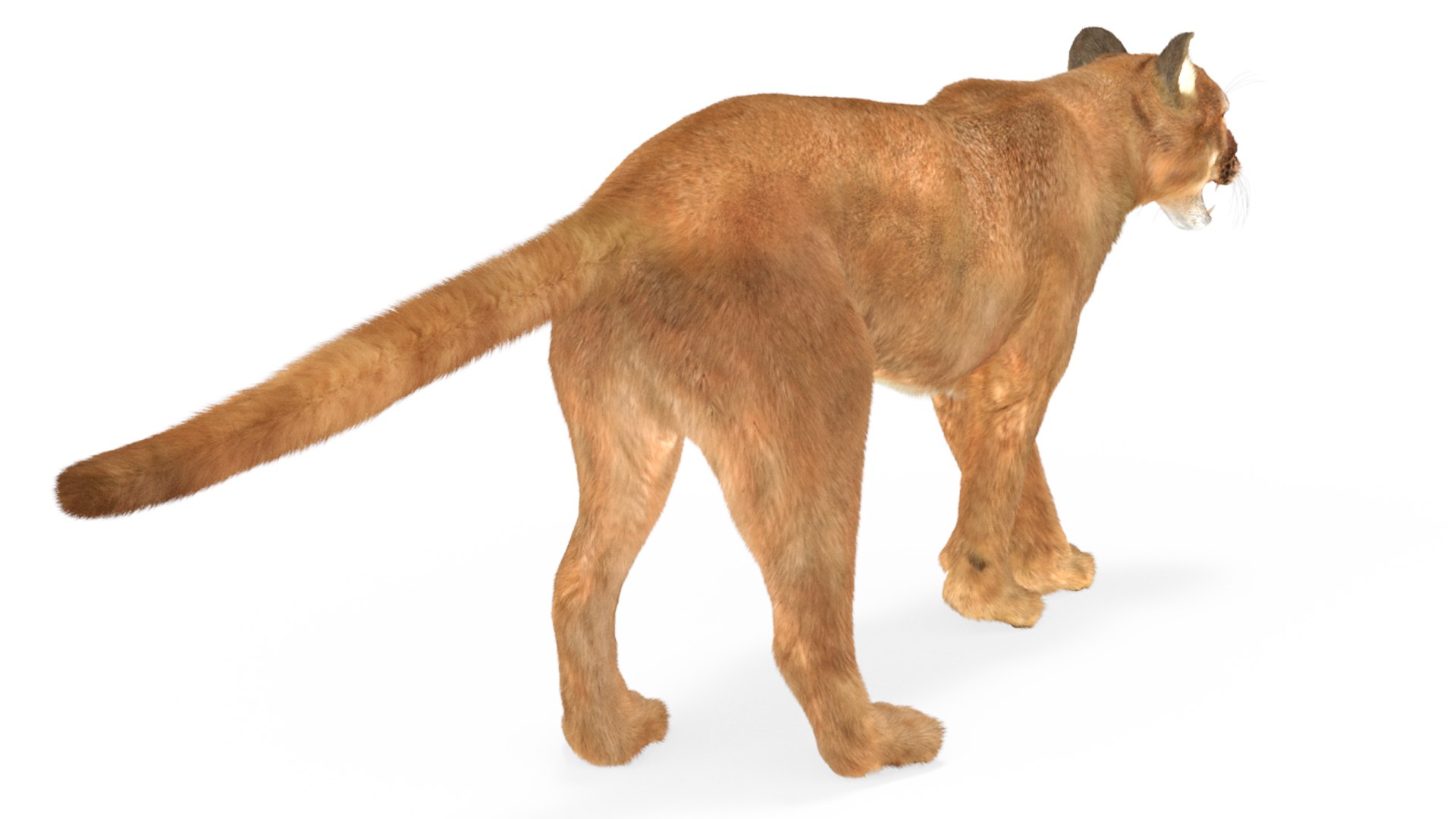 Snarling Puma Fur 3D - TurboSquid 2238919