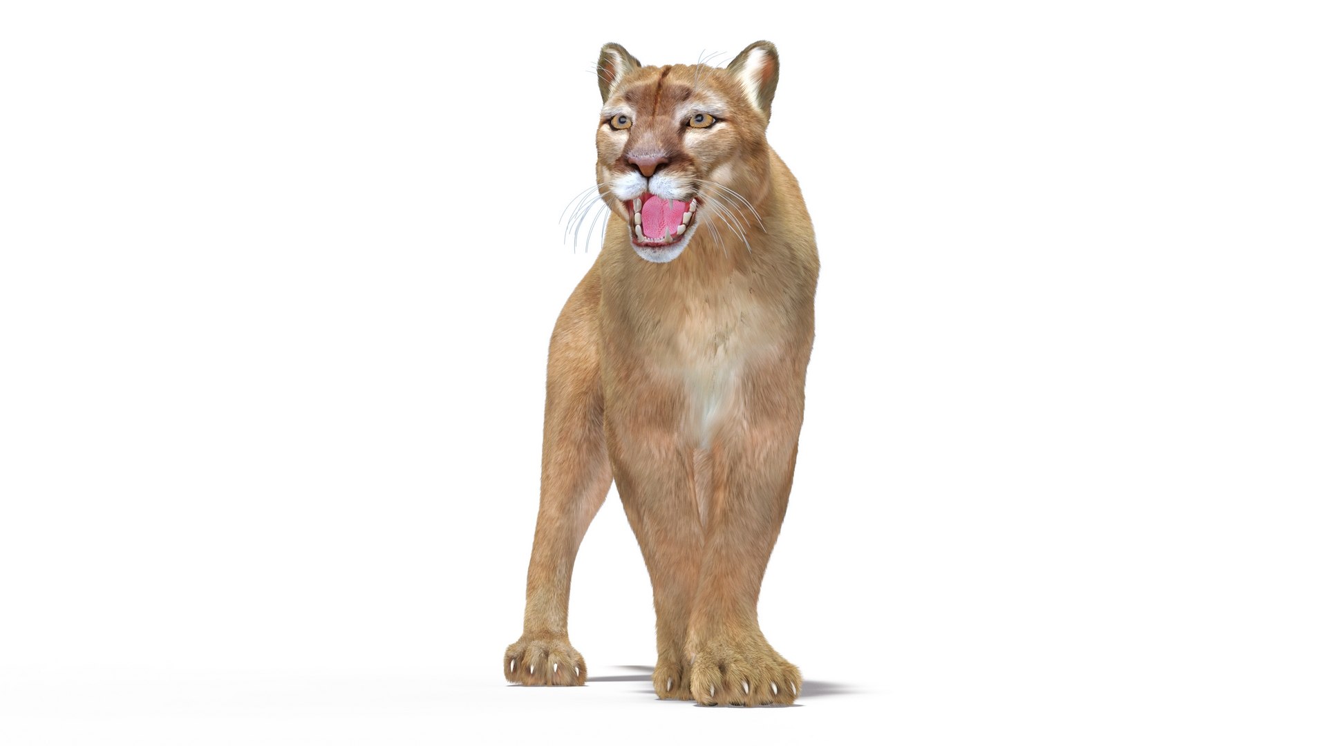 Snarling Puma Fur 3D - TurboSquid 2238919