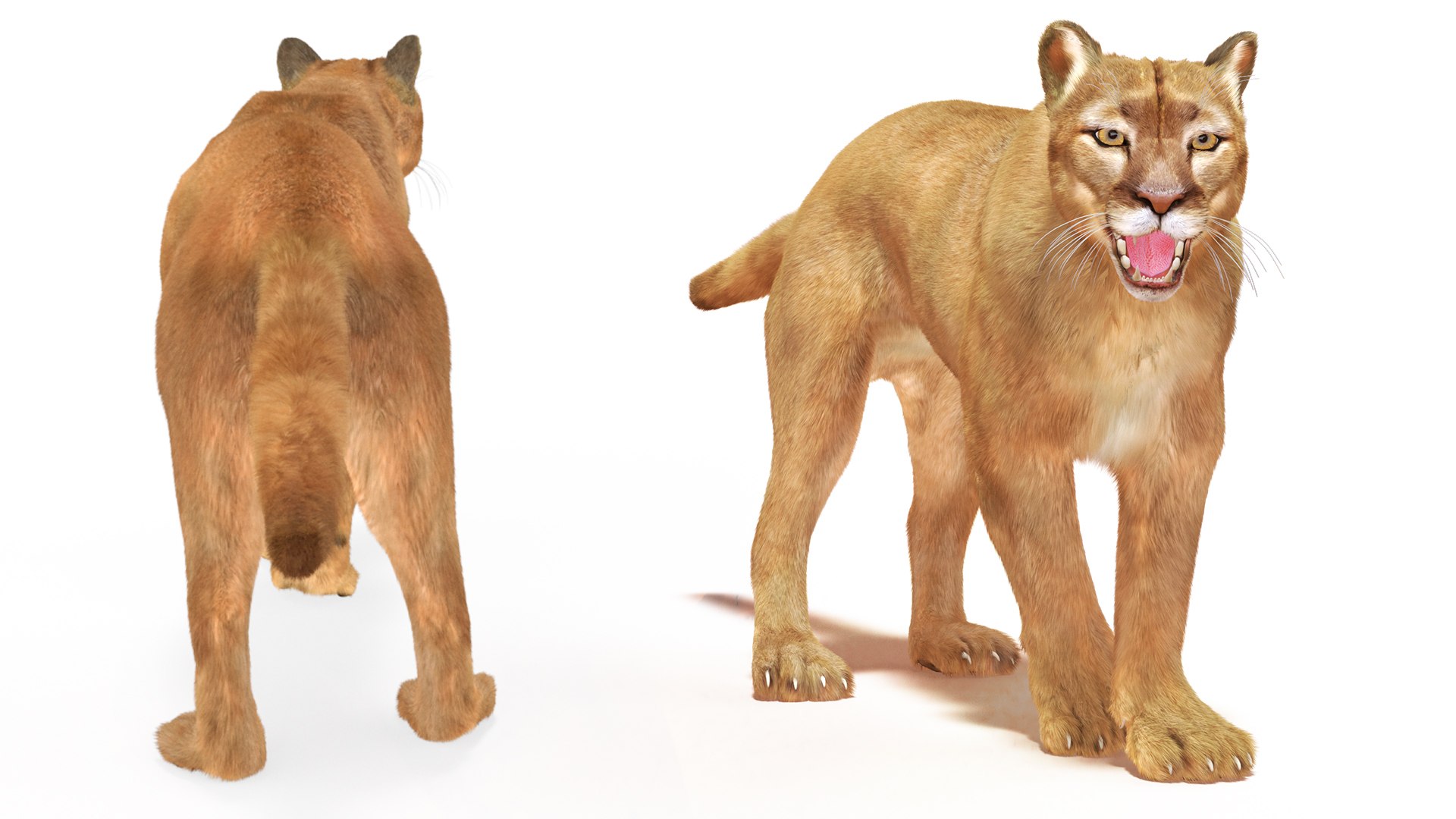 Snarling Puma Fur 3D - TurboSquid 2238919