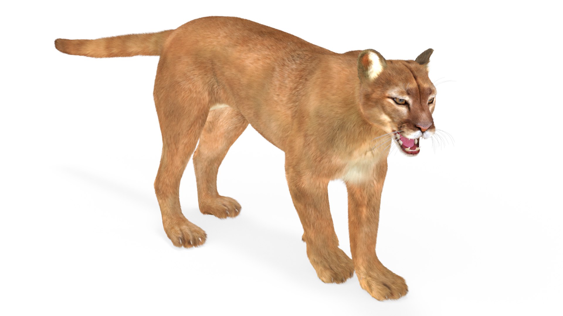 Snarling Puma Fur 3D - TurboSquid 2238919