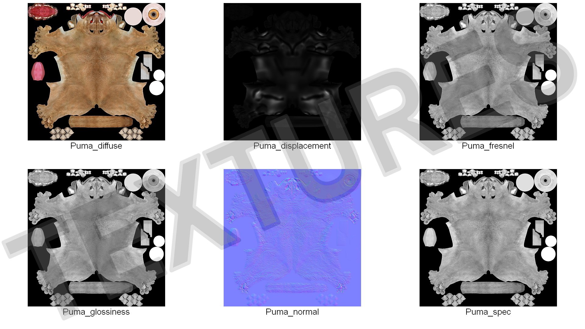 Snarling Puma Fur 3D - TurboSquid 2238919