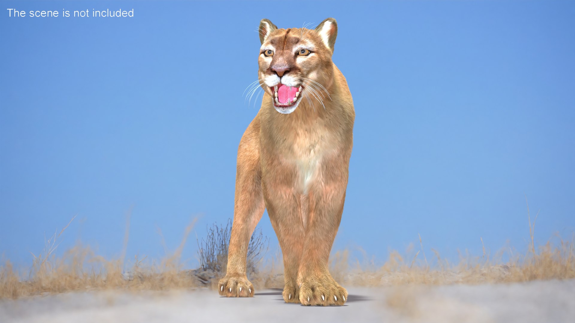 Snarling Puma Fur 3D - TurboSquid 2238919
