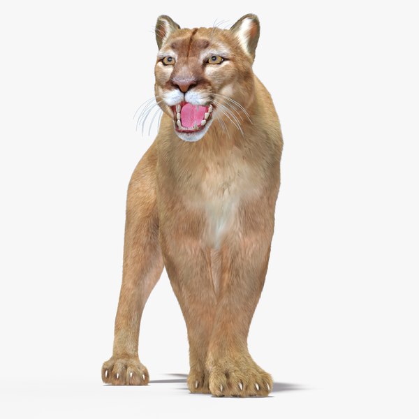 modelo 3d Piel de puma gruñendo - TurboSquid 2238919