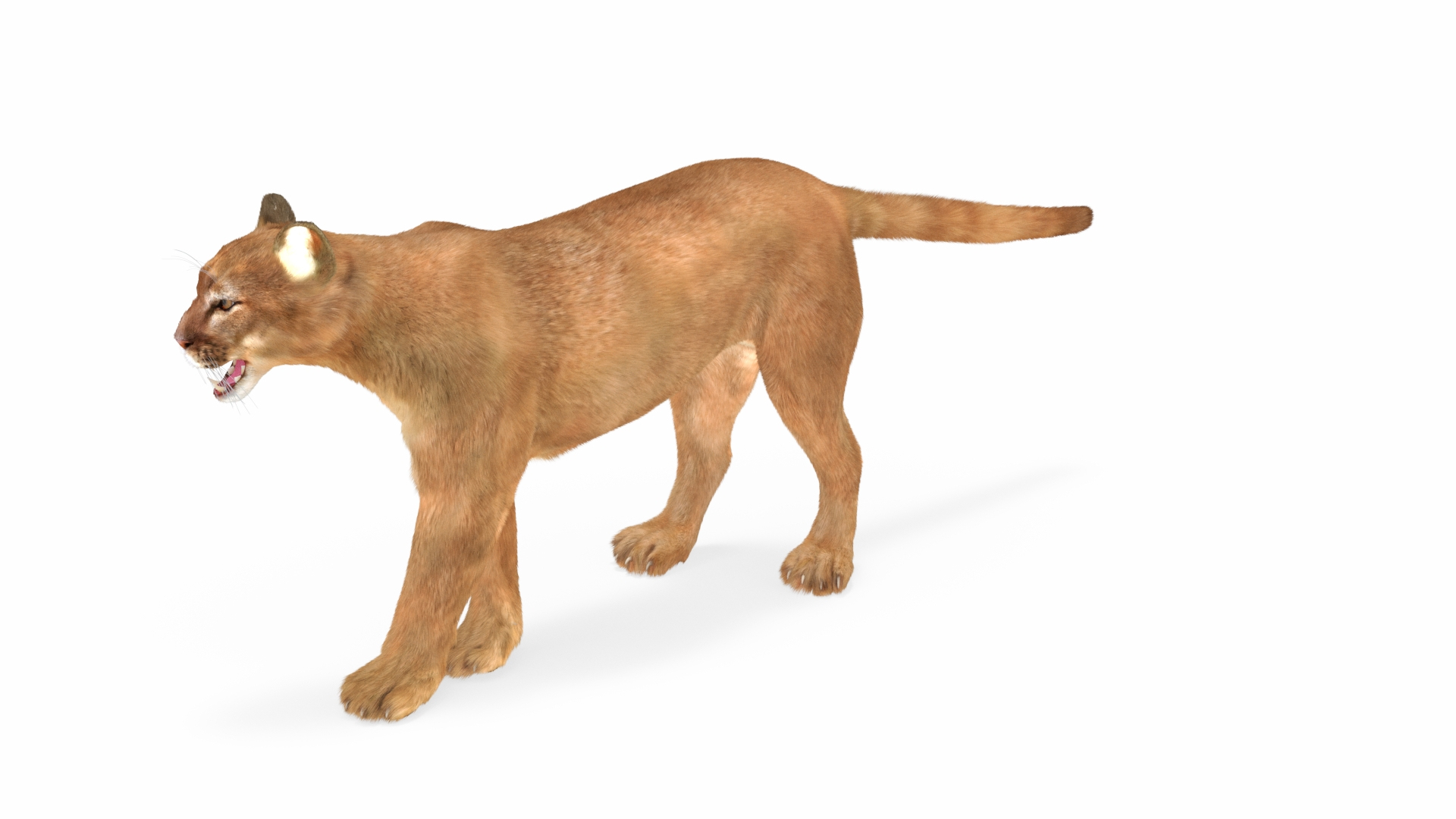 Snarling Puma Fur 3D - TurboSquid 2238919