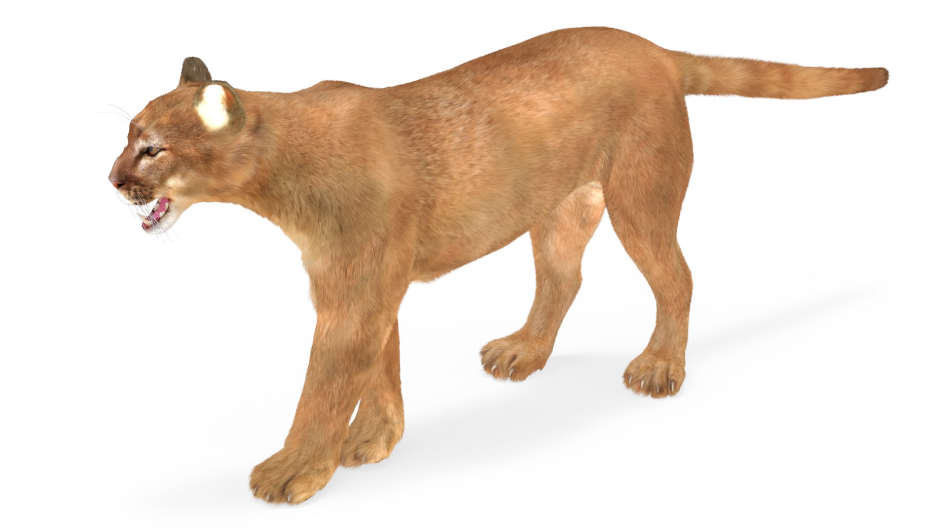 Snarling Puma Fur 3D - TurboSquid 2238919