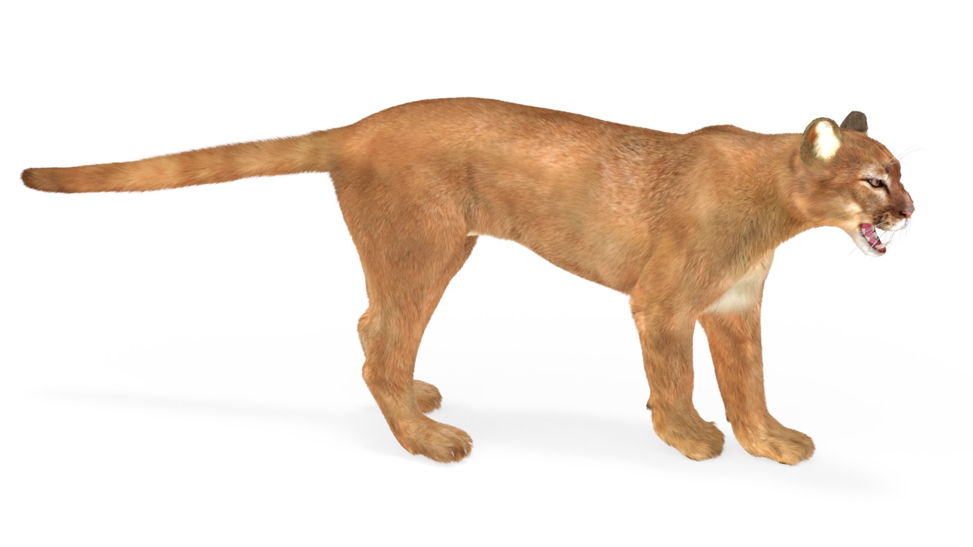 Snarling Puma Fur 3D - TurboSquid 2238919