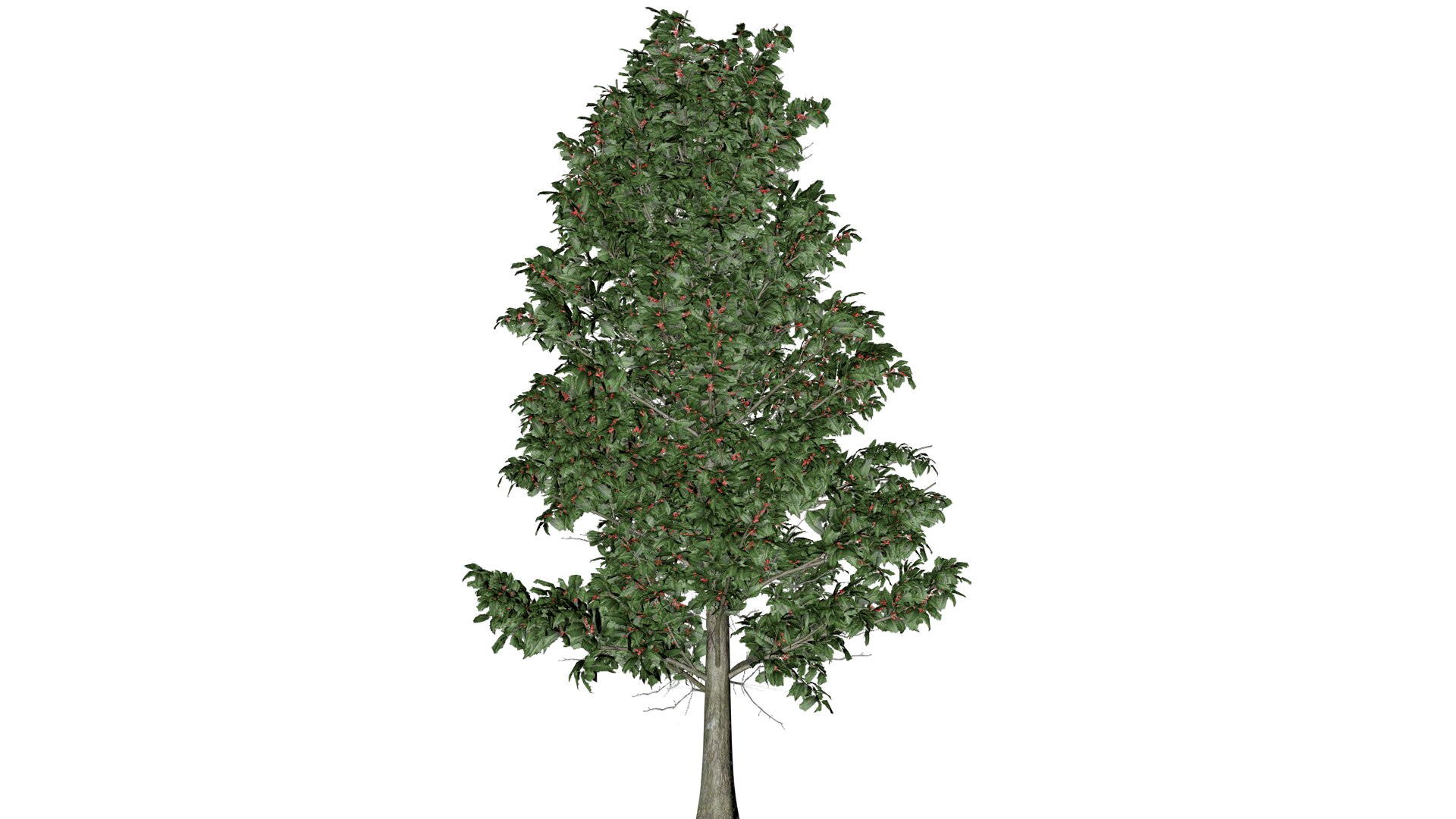 3D Model American Holly Tree - 09 - - TurboSquid 2372087