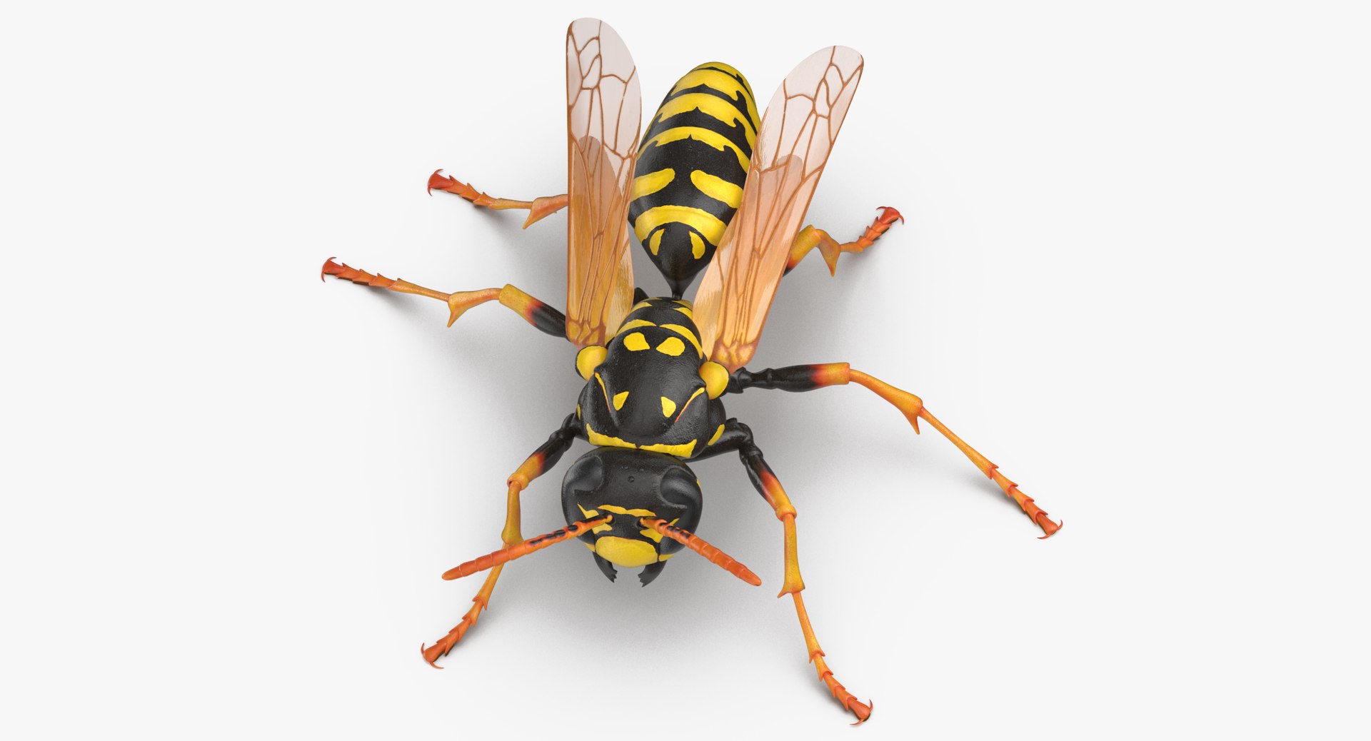 Paper Wasp Standing Model - TurboSquid 1367390