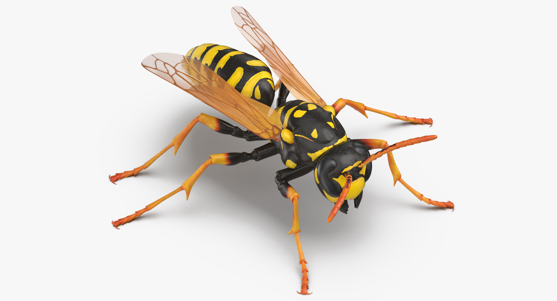 modelo 3d Pie de la avispa de papel - TurboSquid 1367390