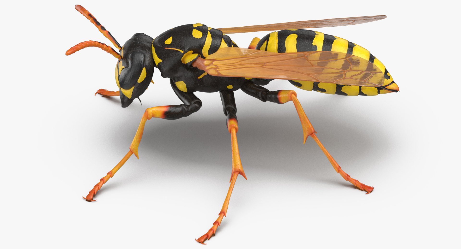 Paper Wasp Standing Model - TurboSquid 1367390