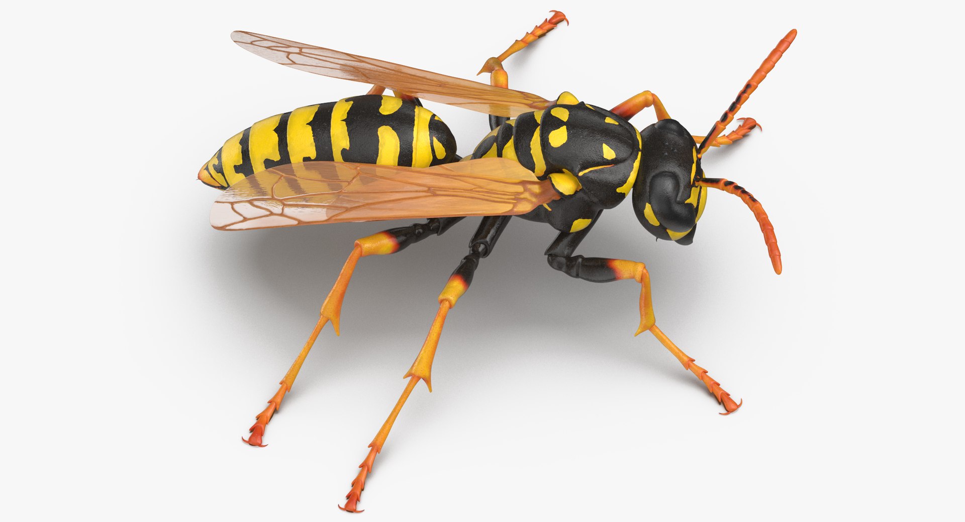 Paper Wasp Standing Model - TurboSquid 1367390