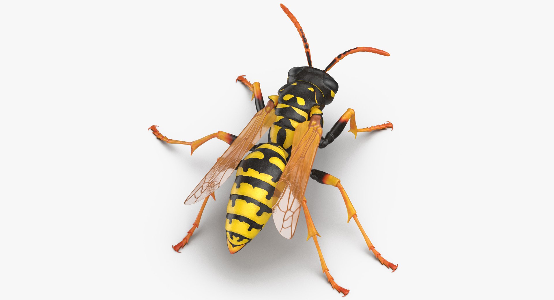 Paper Wasp Standing Model - TurboSquid 1367390