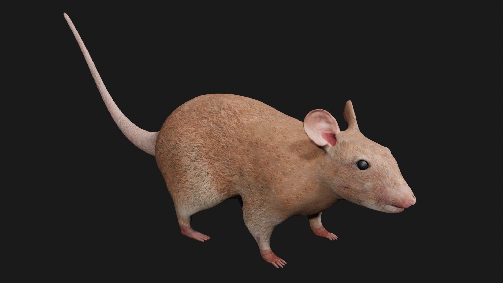 Rat Rigged 3D Model - TurboSquid 1661448