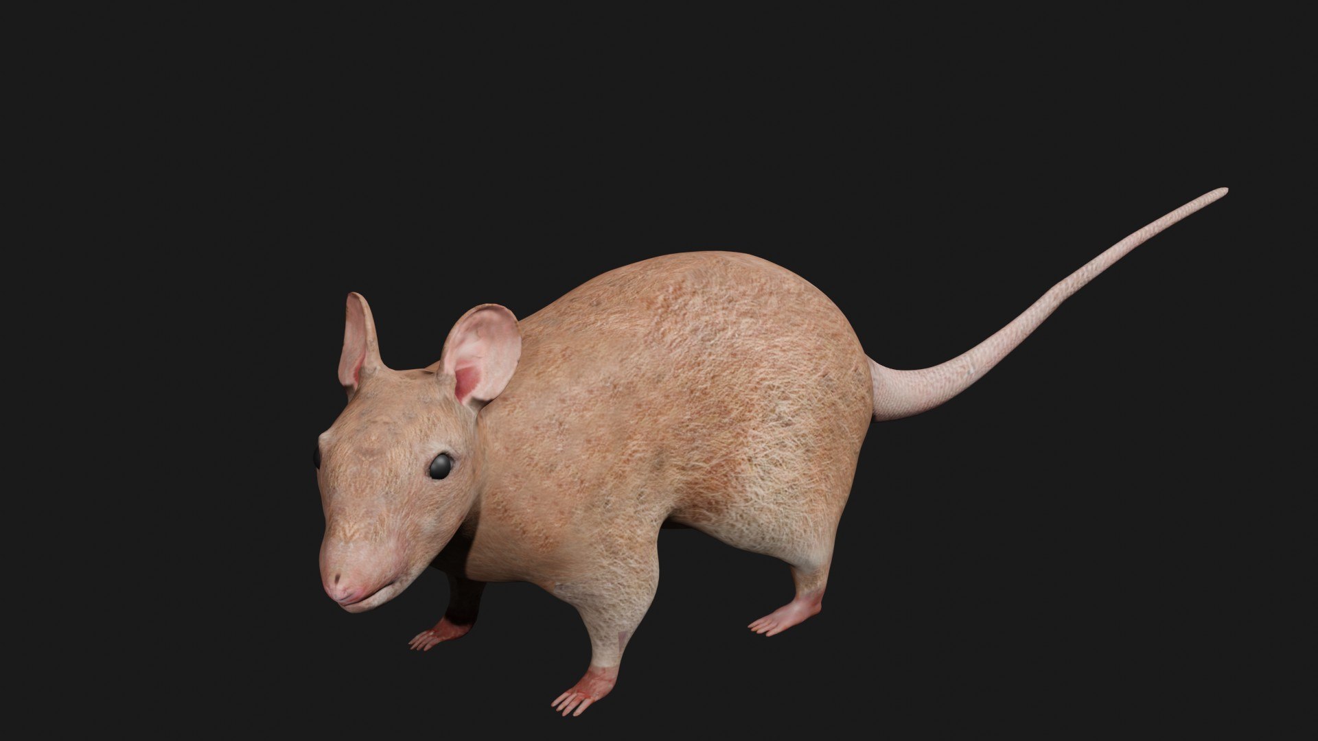 Rat Rigged 3D Model - TurboSquid 1661448