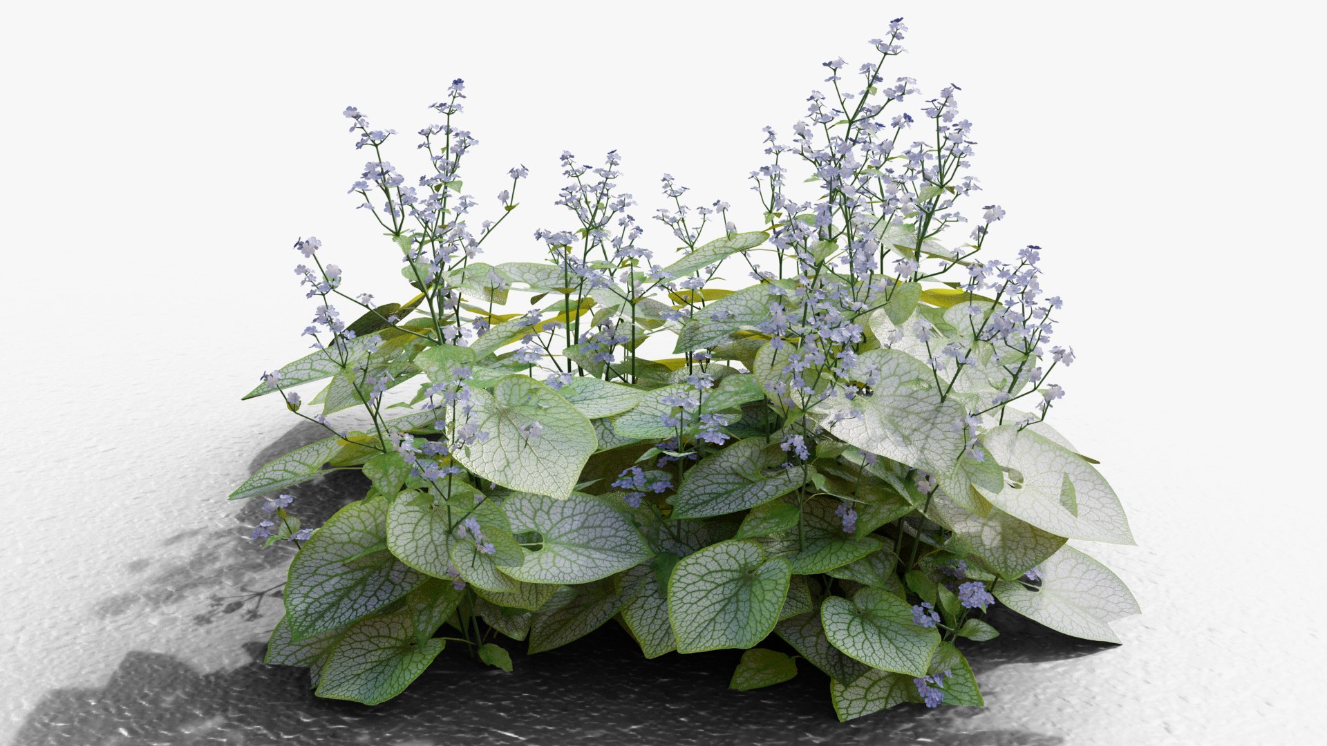 Brunnera Macrophylla Jack Frost 3D Model - TurboSquid 1986844