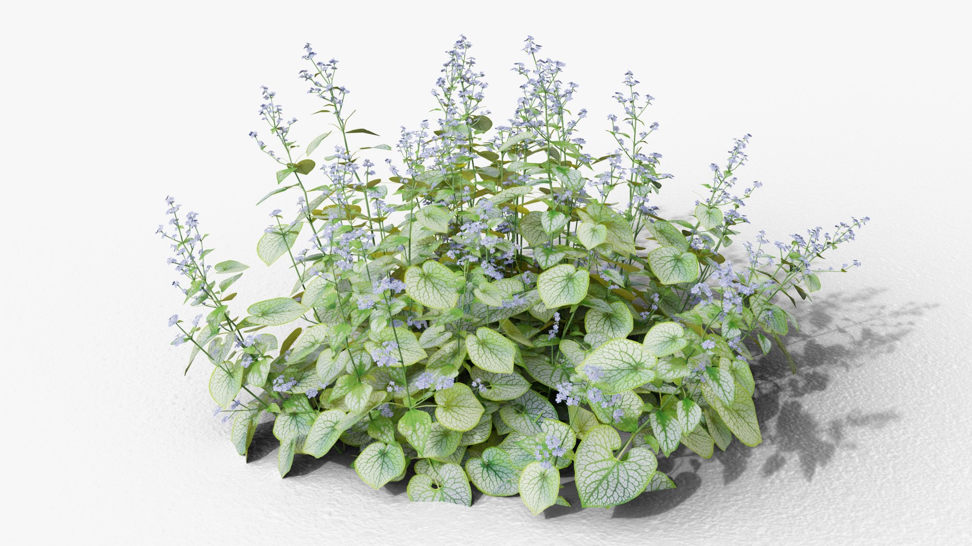 Brunnera Macrophylla Jack Frost 3D Model - TurboSquid 1986844