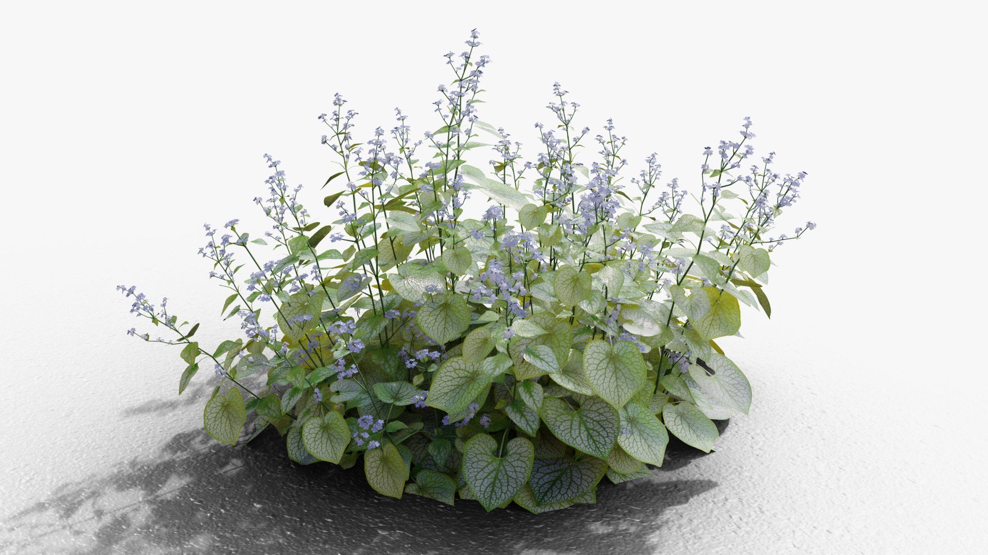 Brunnera Macrophylla Jack Frost 3D Model - TurboSquid 1986844