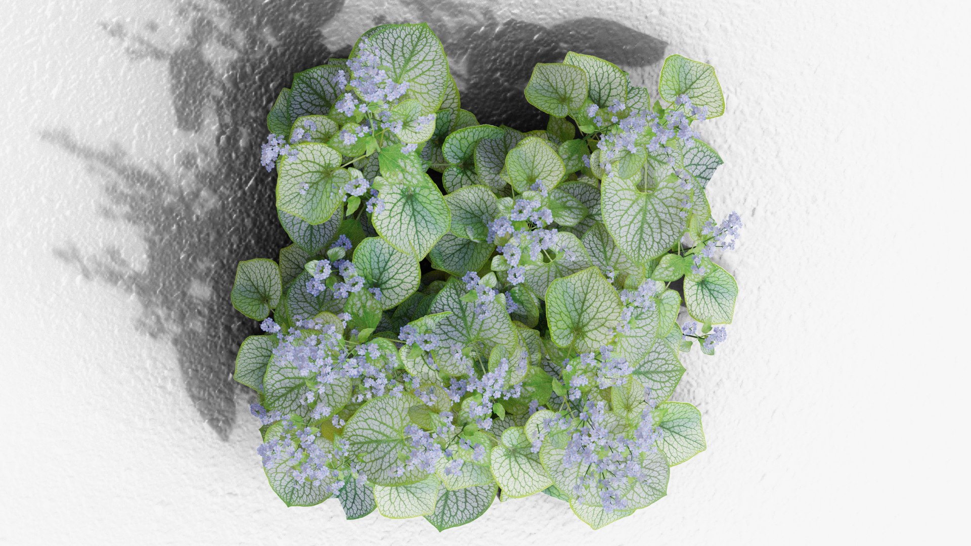 Brunnera Macrophylla Jack Frost 3D Model - TurboSquid 1986844