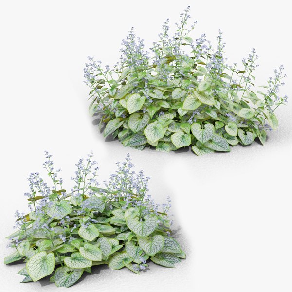 modelo 3d Brunnera macrophylla Jack Frost - TurboSquid 1986844