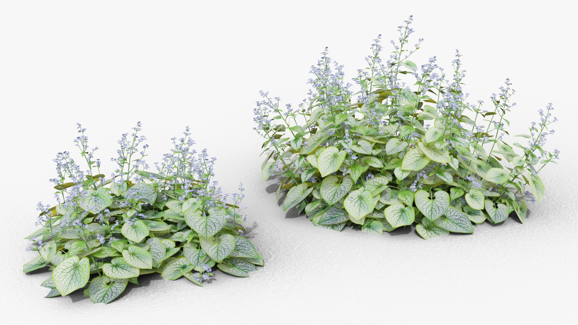 Brunnera Macrophylla Jack Frost 3D Model - TurboSquid 1986844