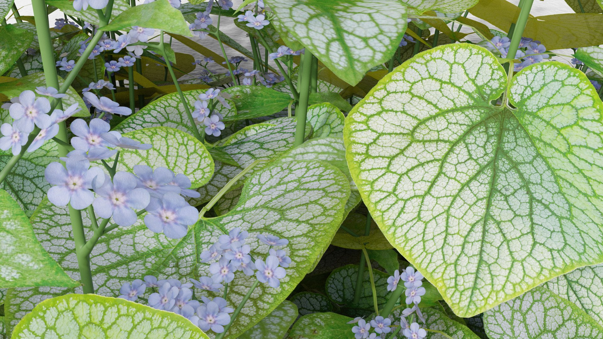 Brunnera Macrophylla Jack Frost 3D Model - TurboSquid 1986844