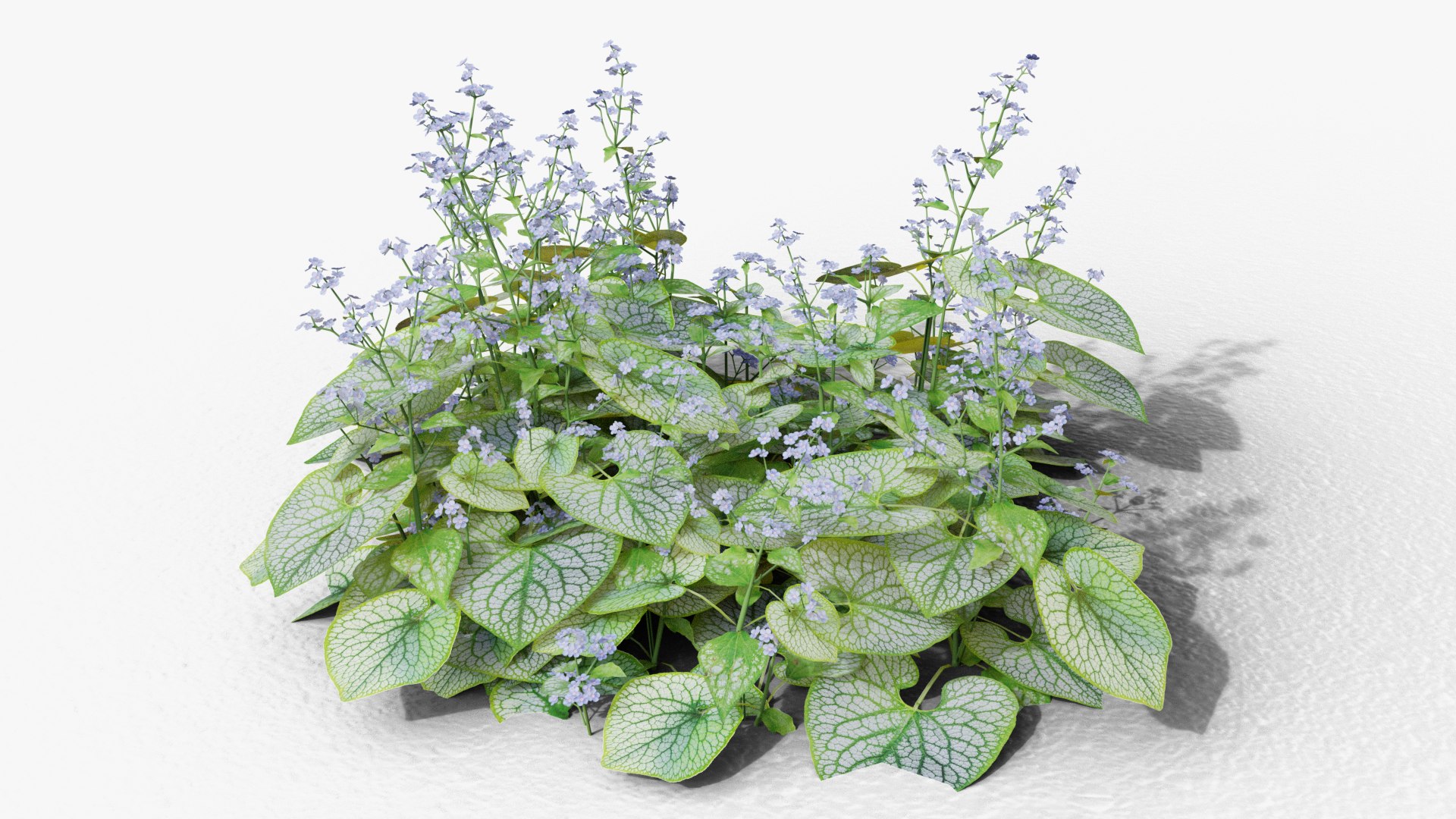 Brunnera Macrophylla Jack Frost 3D Model - TurboSquid 1986844