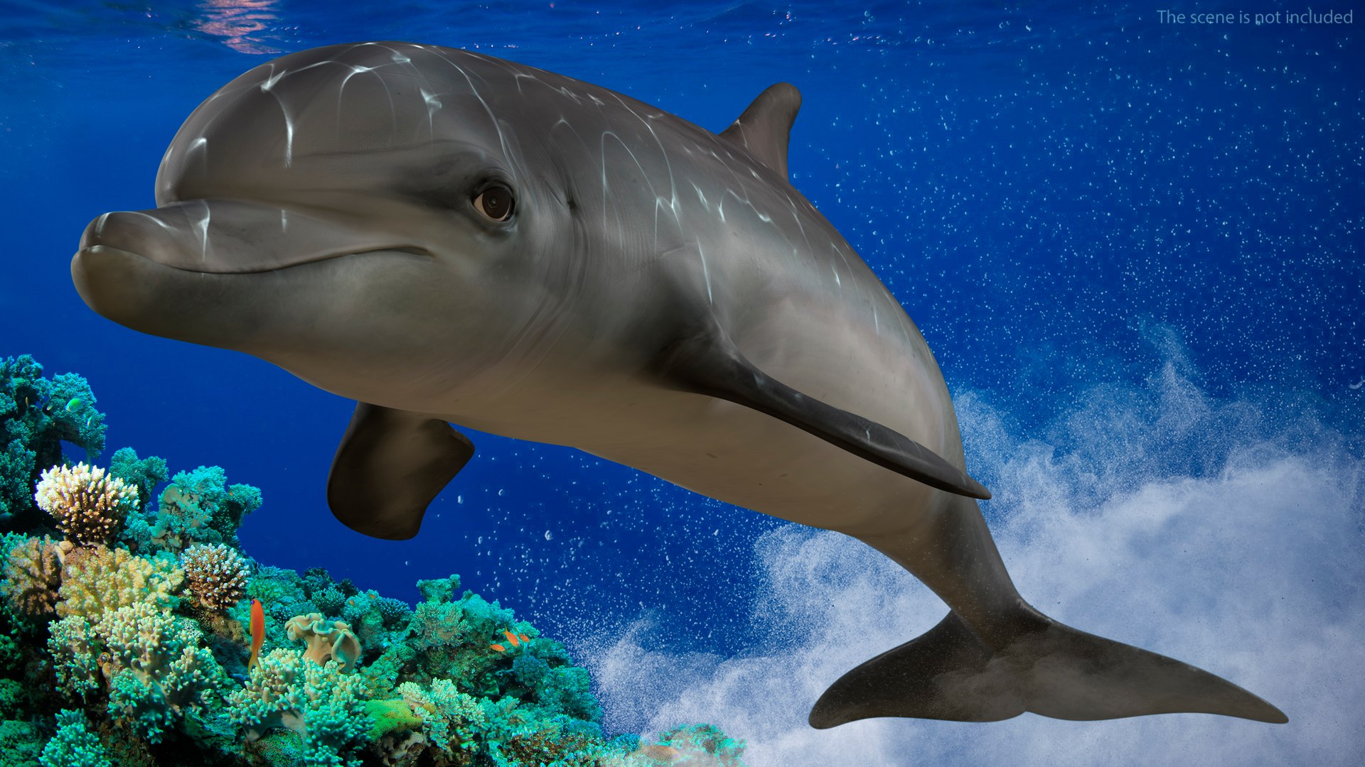 Dolphin Swimming Animated 3D model - TurboSquid 2054522