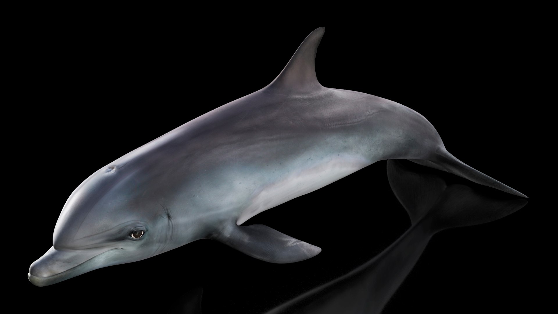 Dolphin Swimming Animated 3D model - TurboSquid 2054522