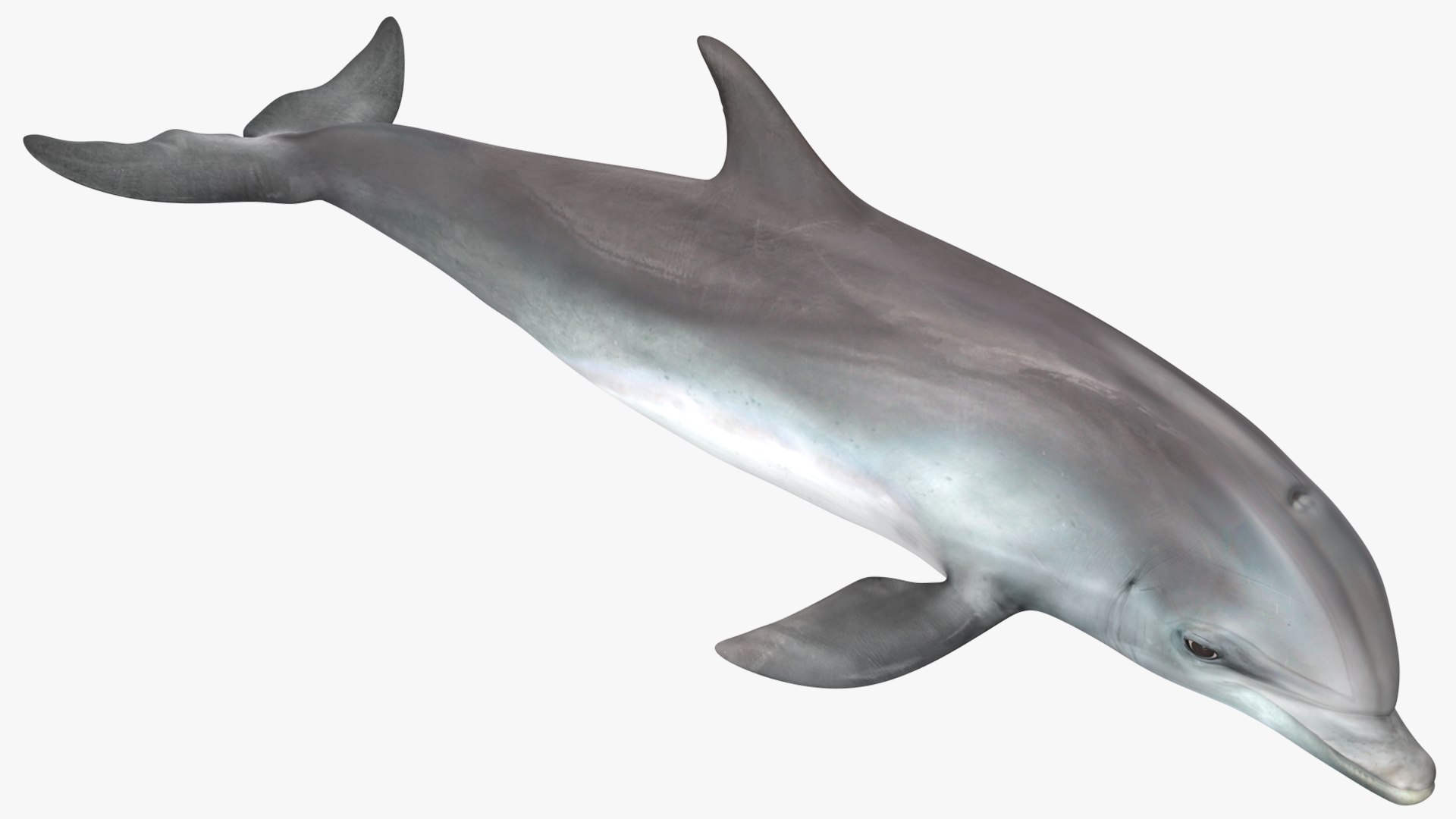 Dolphin Swimming Animated 3D model - TurboSquid 2054522