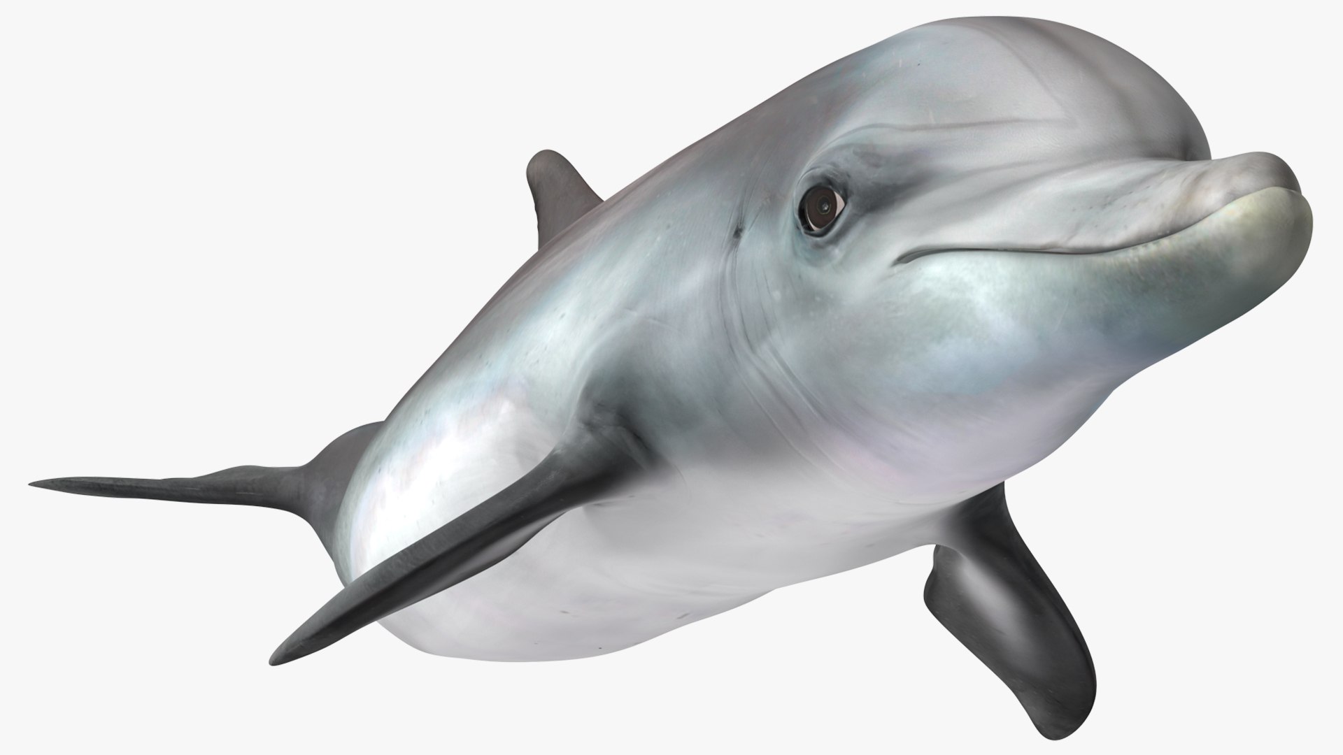 Dolphin Swimming Animated 3D model - TurboSquid 2054522