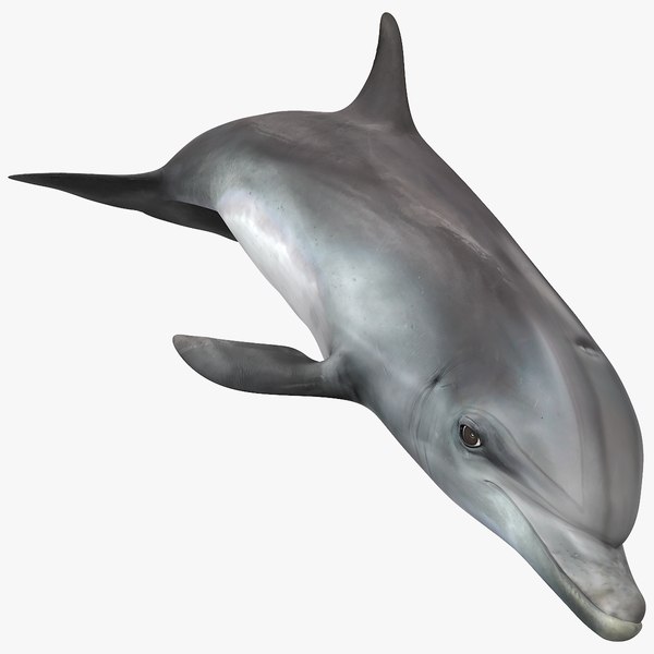 modelo 3d Dolphin Swimming Animated - TurboSquid 2054522