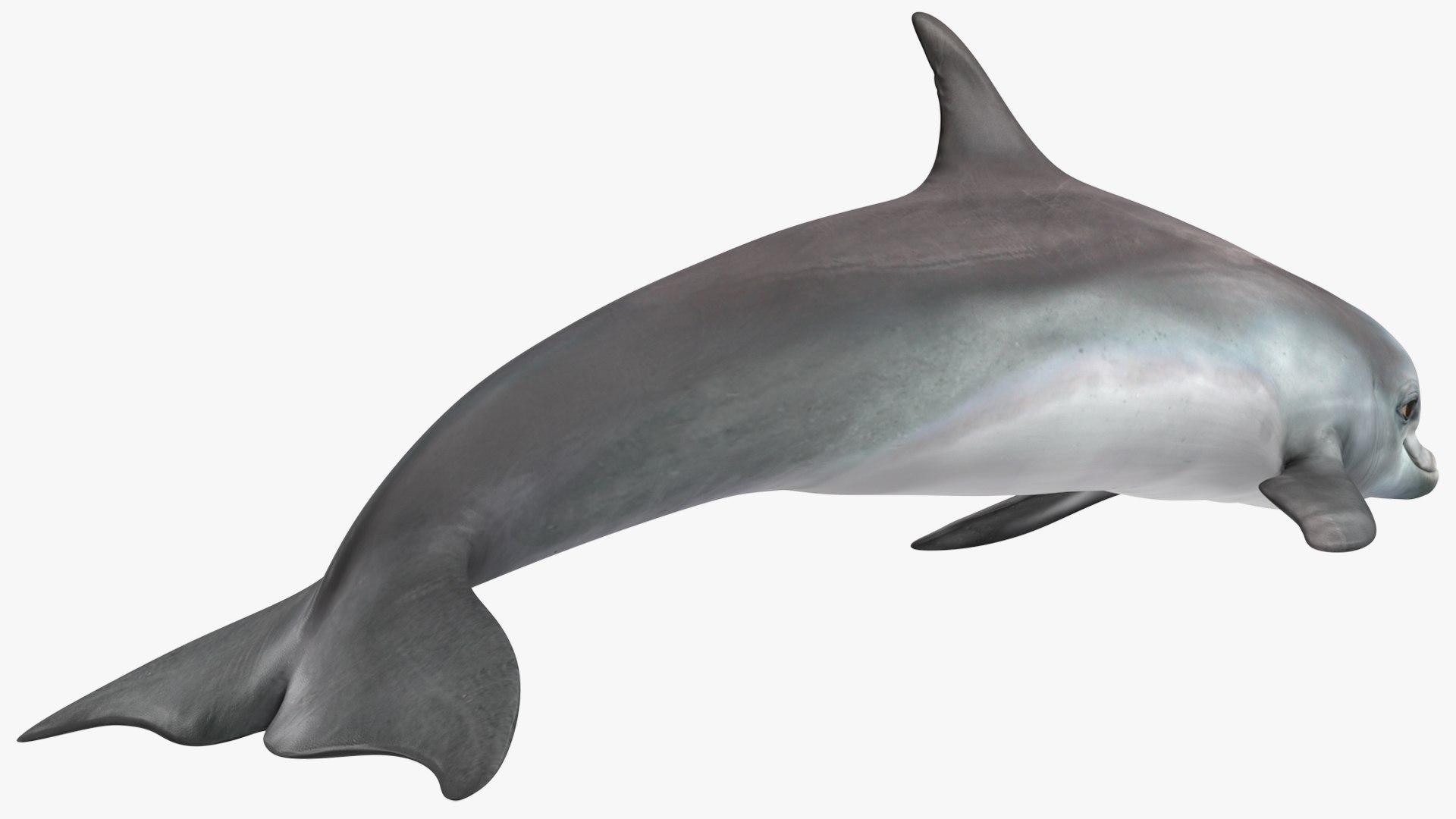 Dolphin Swimming Animated 3D model - TurboSquid 2054522